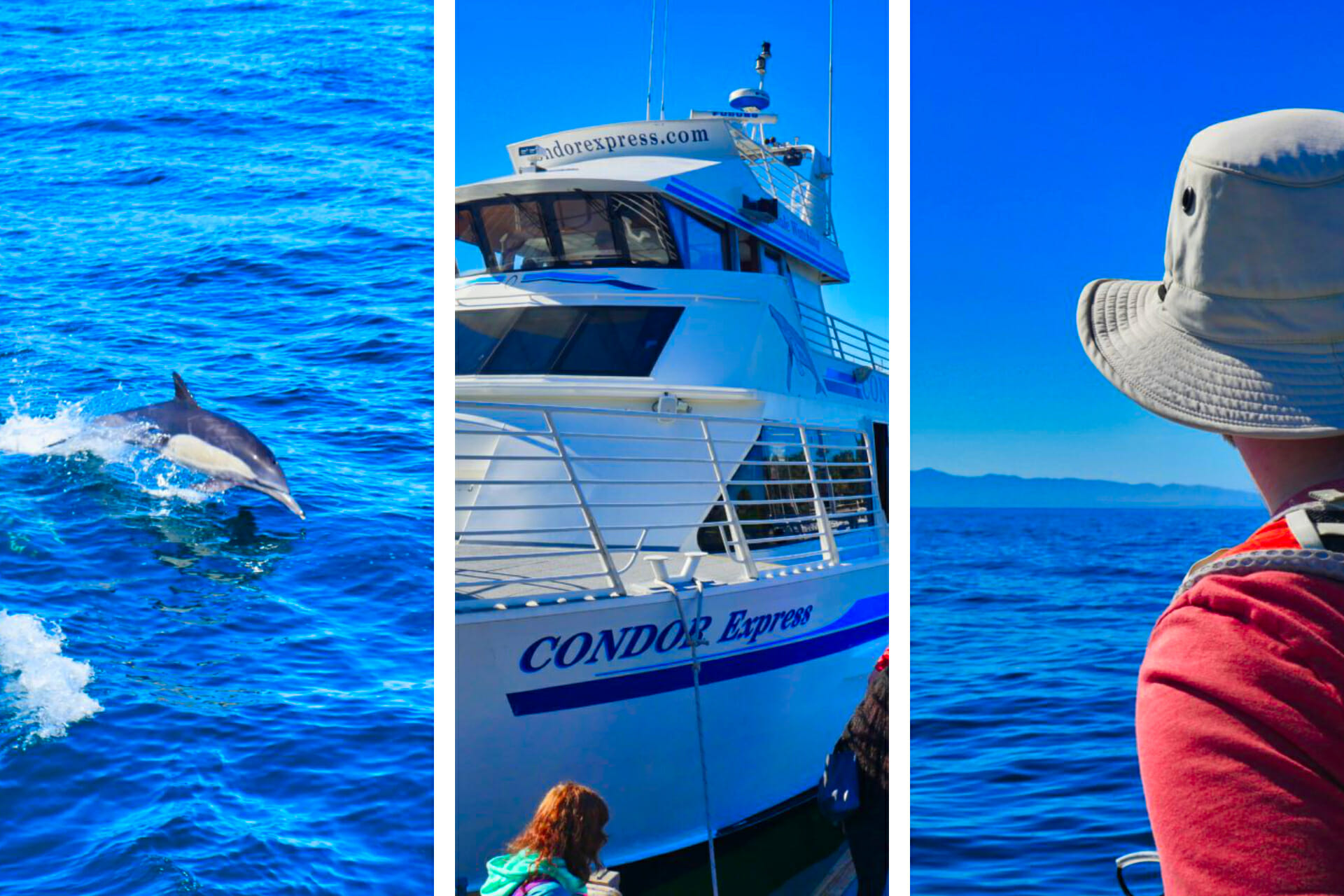 Honest Condor Express Santa Barbara Whale Watching Review (2023) - All ...