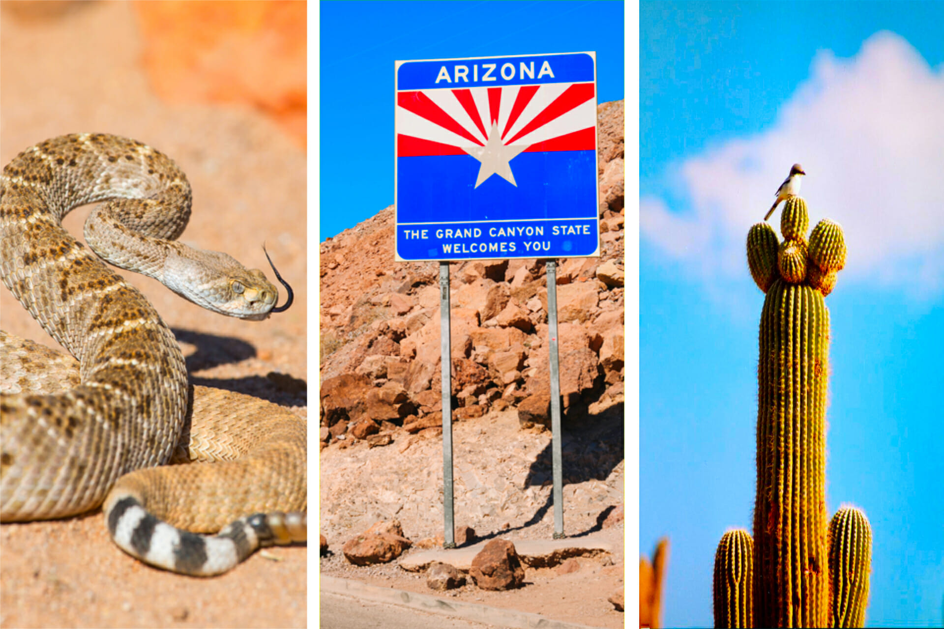19 Fun Facts about Arizona (must-read!)